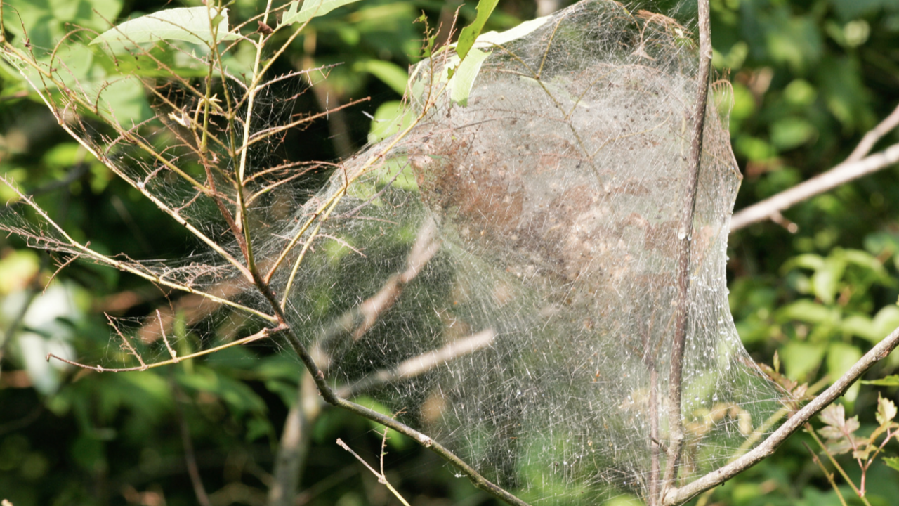 What are Fall Webworms? | Mississippi State University Extension Service